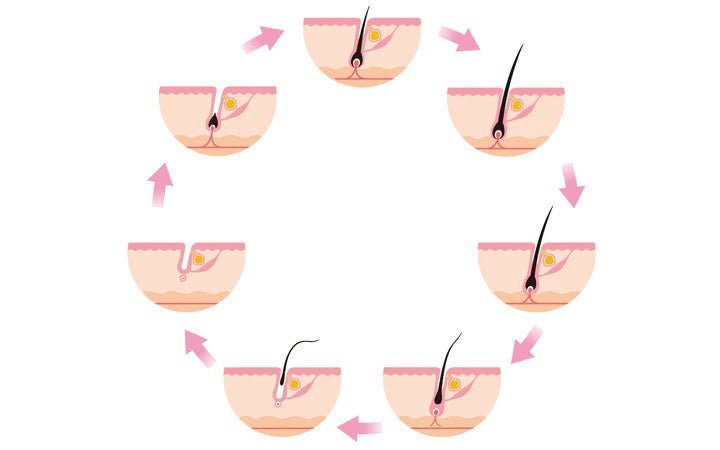 How does hair grow? – OrganiGrowHairCo